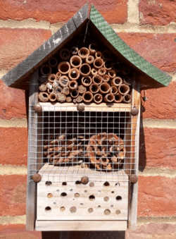 The world of the solitary bee home… | Chilterns National Landscape