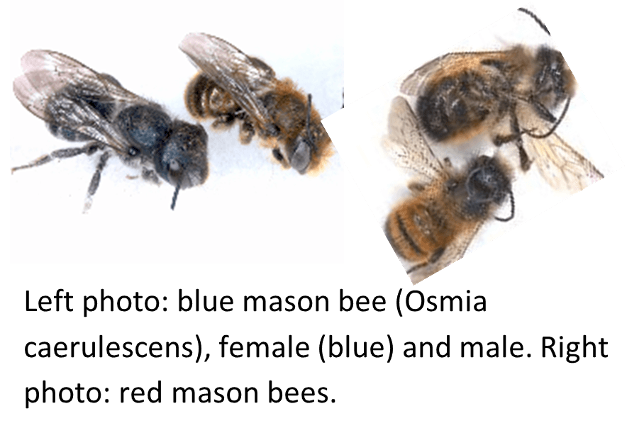 The world of the solitary bee home… | Chilterns National Landscape
