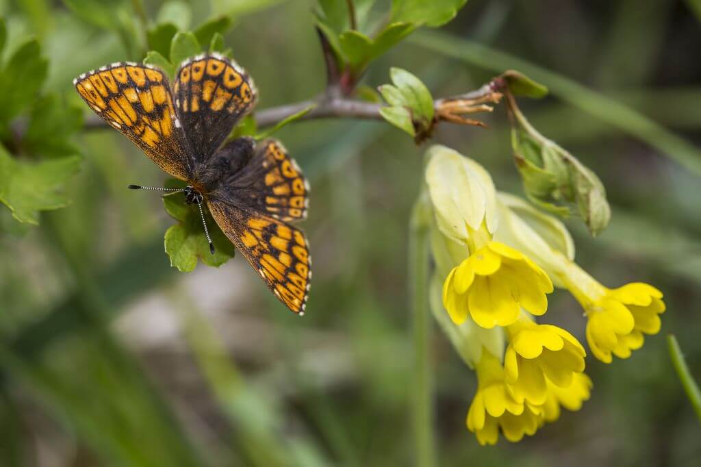 2019 UK Butterfly Monitoring Scheme offers good news for species ...