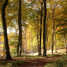 About the National Landscape | Chilterns National Landscape