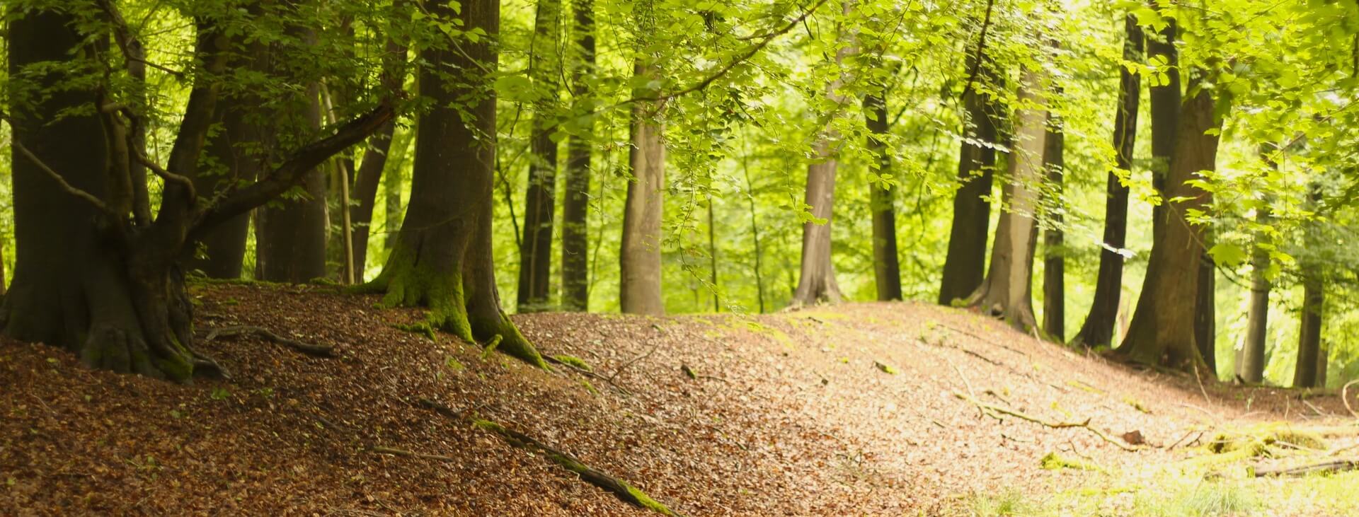 Discover Grim's Ditch | Chilterns National Landscape