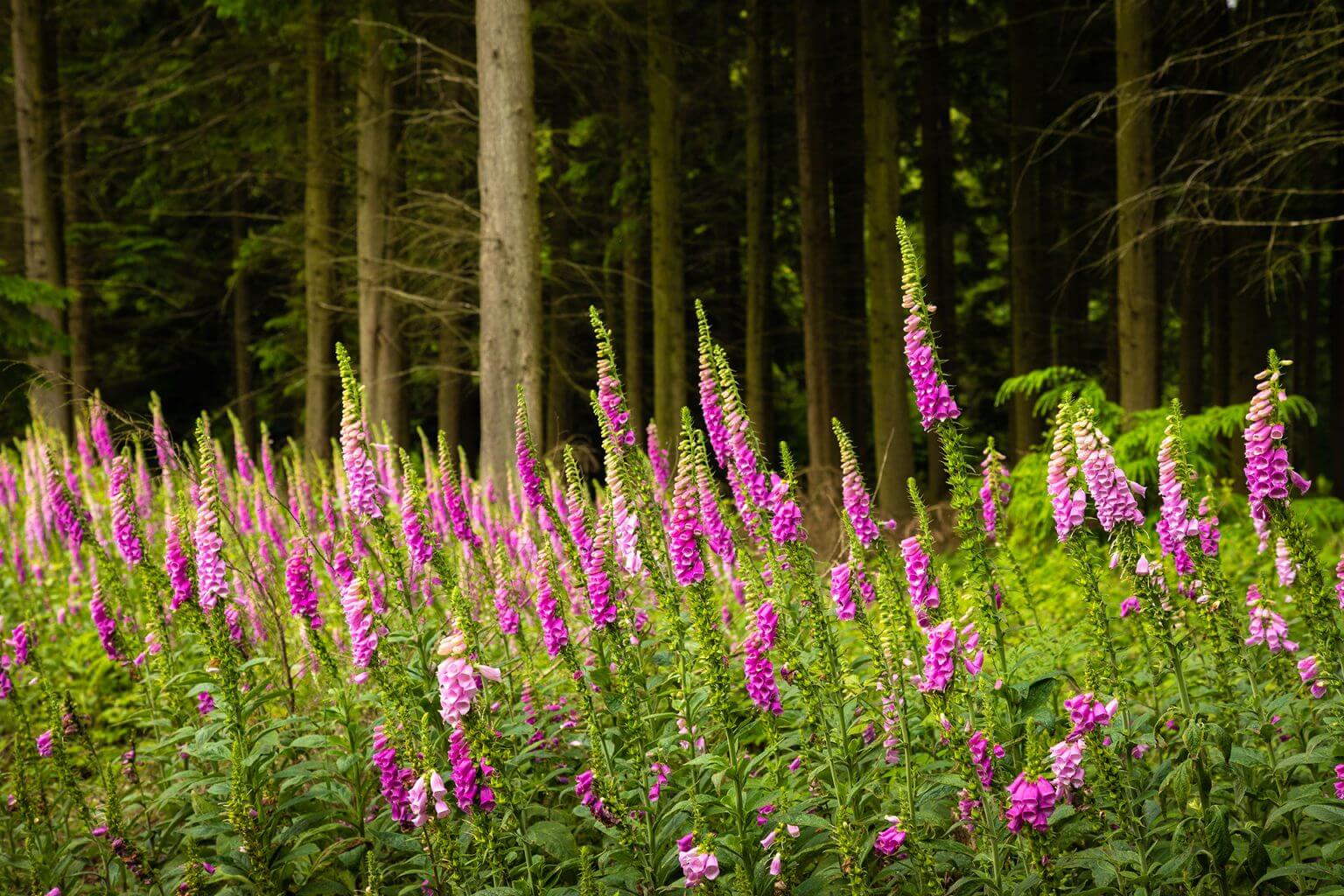 Commons wildlife | Chilterns National Landscape