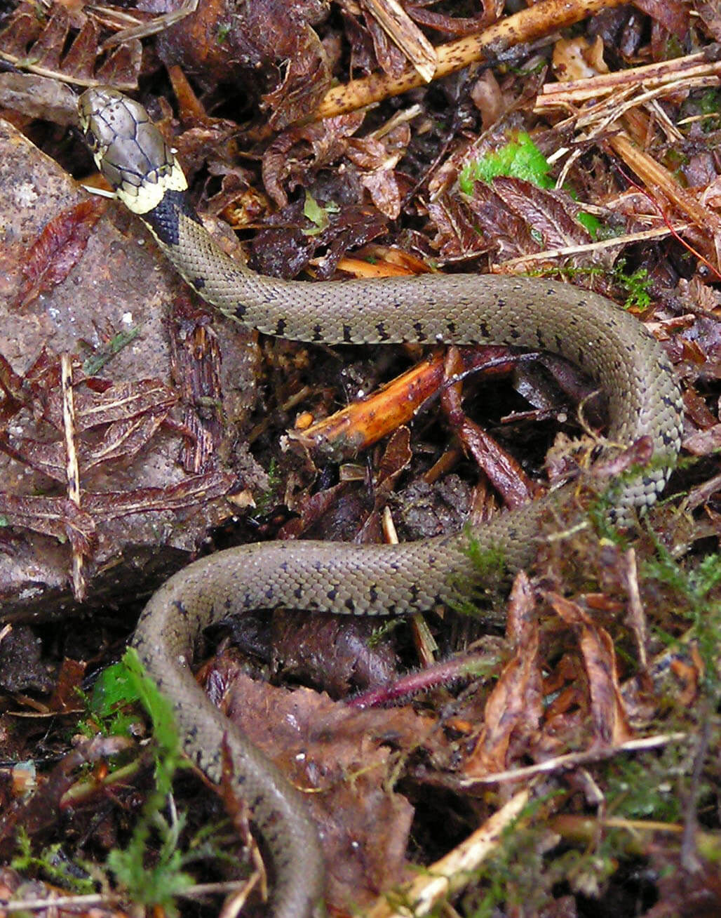 Grassland and healthland wildlife | Chilterns National Landscape