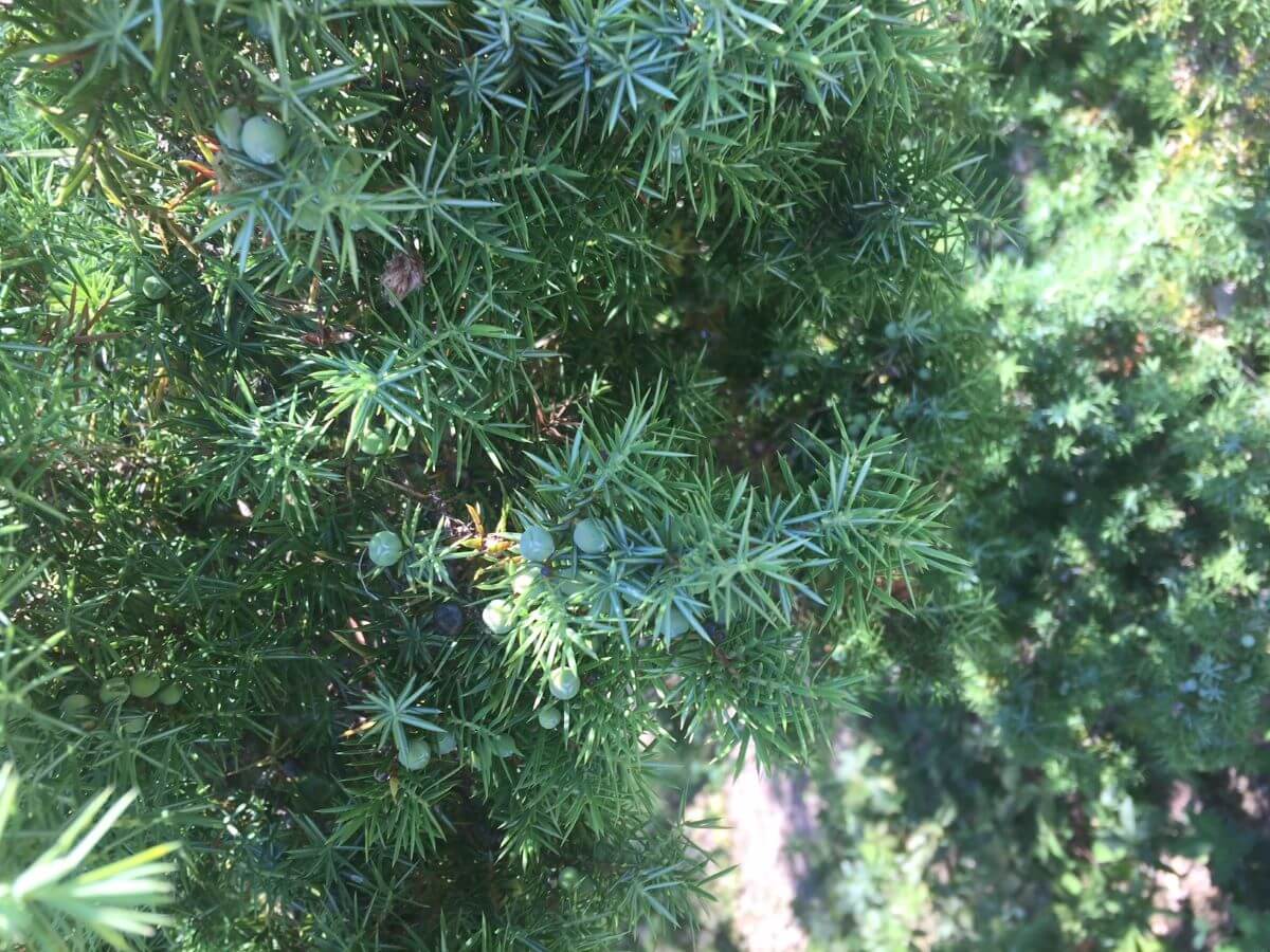 Grassland and healthland wildlife | Chilterns National Landscape