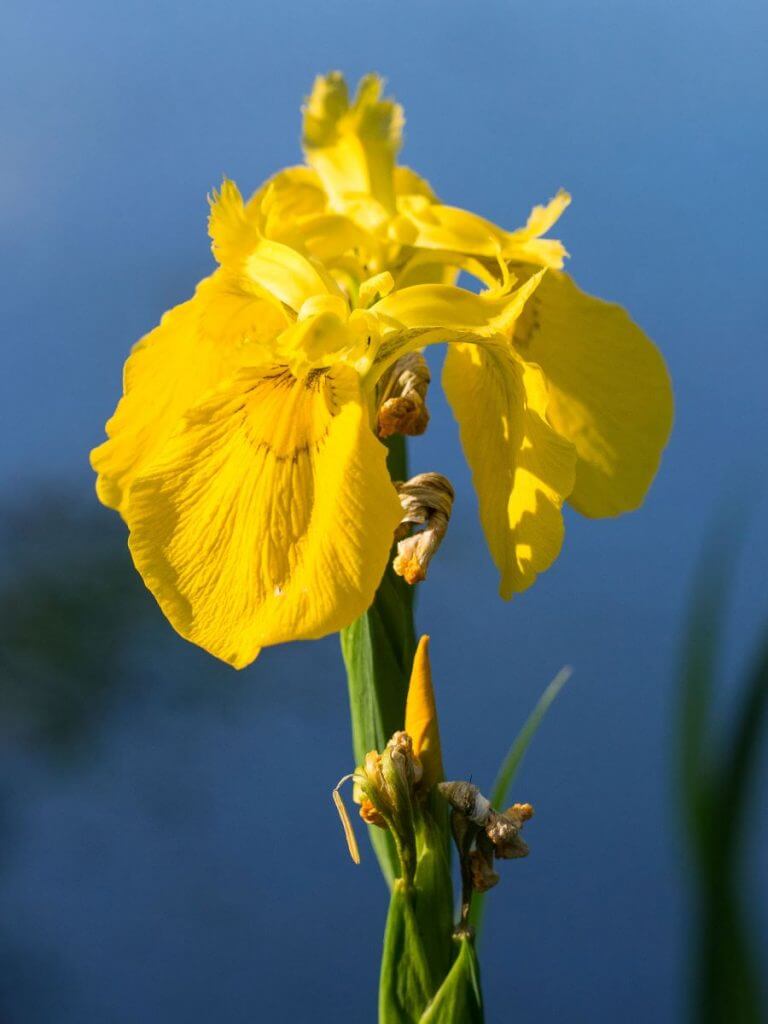 Wetland wildlife | Chilterns National Landscape