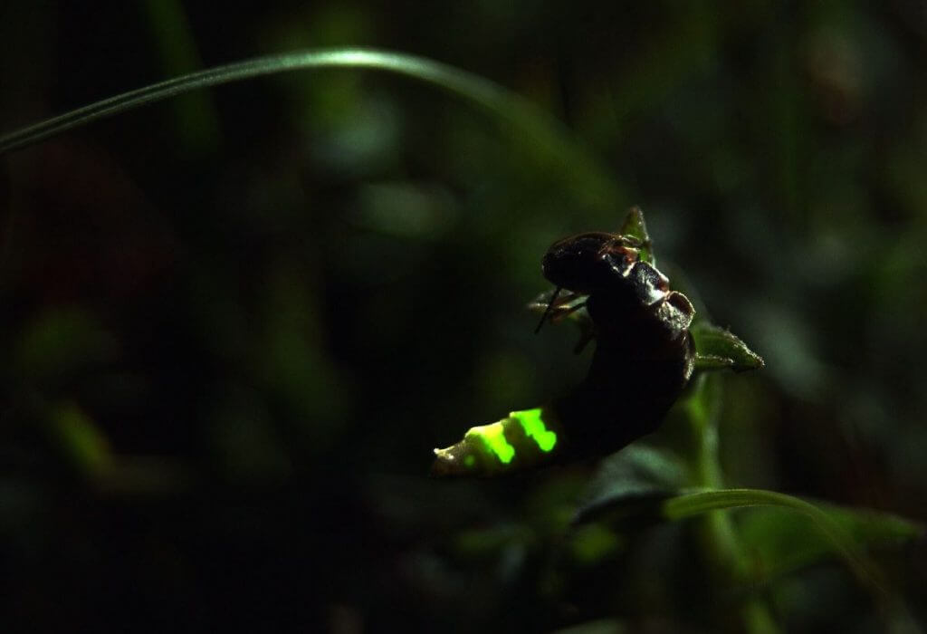 Grassland and healthland wildlife | Chilterns National Landscape