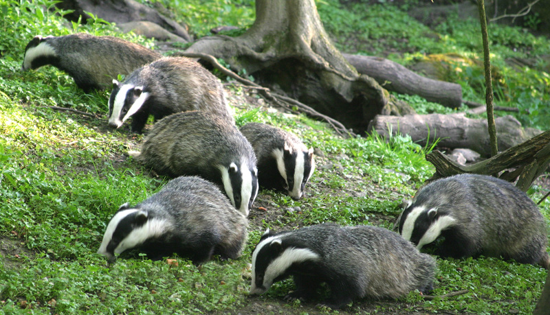 Commons wildlife | Chilterns National Landscape