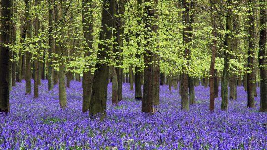 The Chilterns National Landscape | Chilterns National Landscape